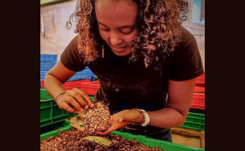 Virt - Insect and Hydroponic Farming in Africa: The New Circular Food ...