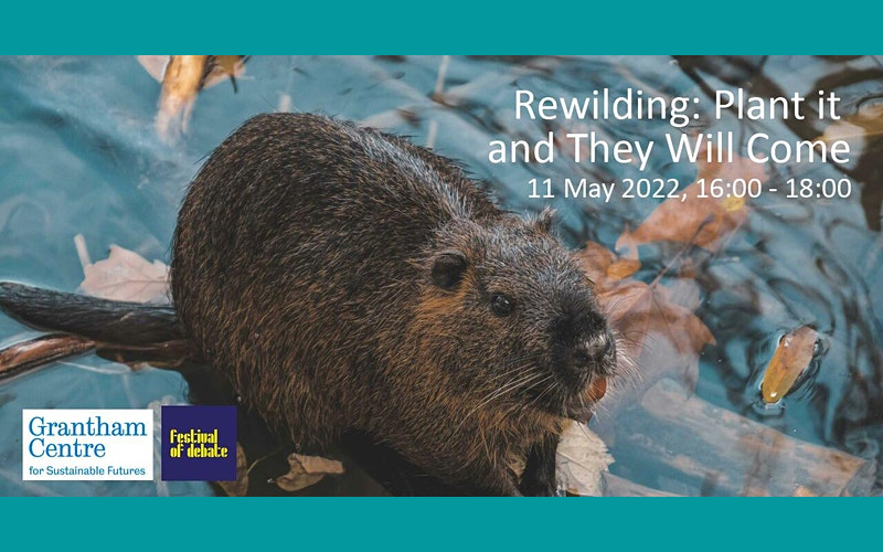 Virt - Rewilding: Plant it and They Will Come | Your guide to the world ...